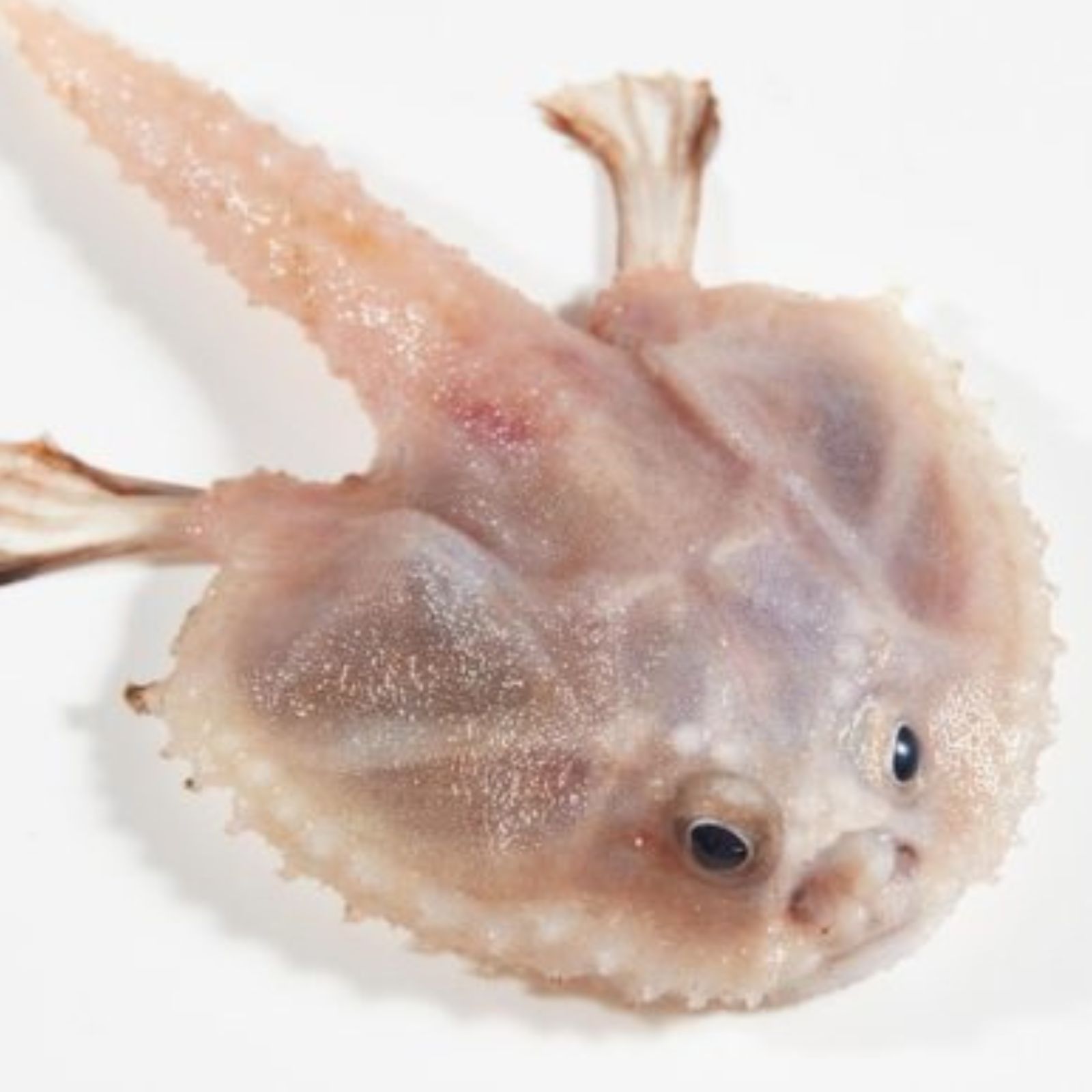 ‘Bizarre’ Deep Sea Creatures Discovered in Indian Ocean Baffle ... ‘Bizarre’ Deep Sea Creatures Discovered in Indian Ocean Baffle ...