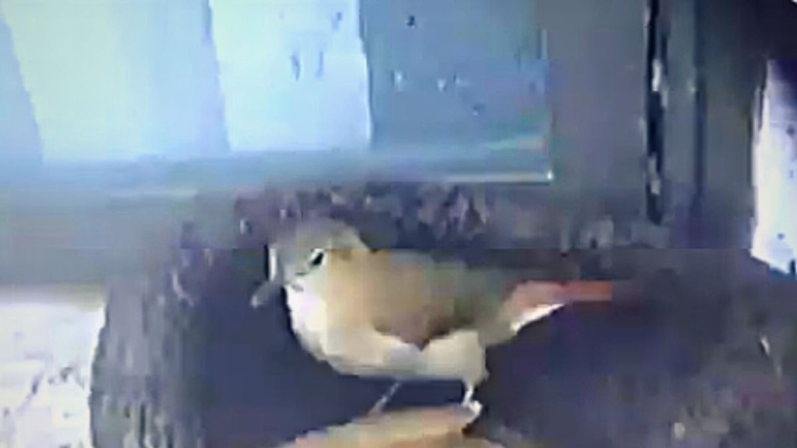 Watch: Songbird Leaves Internet Astonished With Its Nest-Making Skills ...