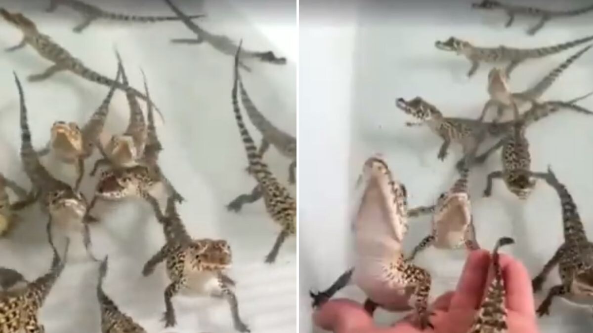 Watch: Ever Wondered What Baby Crocodiles Sound Like? Here's Your ...