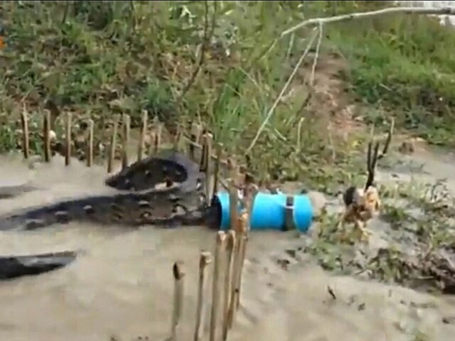 Watch: Man Uses Chicken To Trap A Python, Here's What Happened Next ...