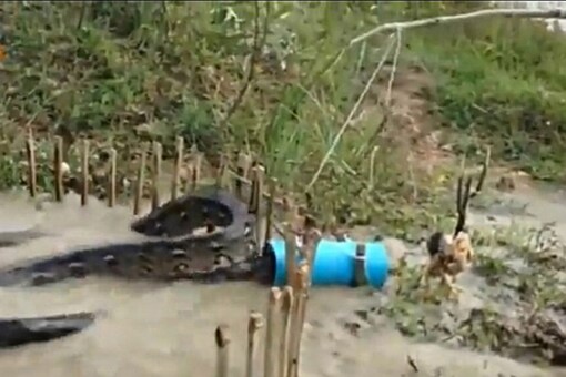 Watch: Man Uses Chicken To Trap A Python, Here's What Happened Next ...