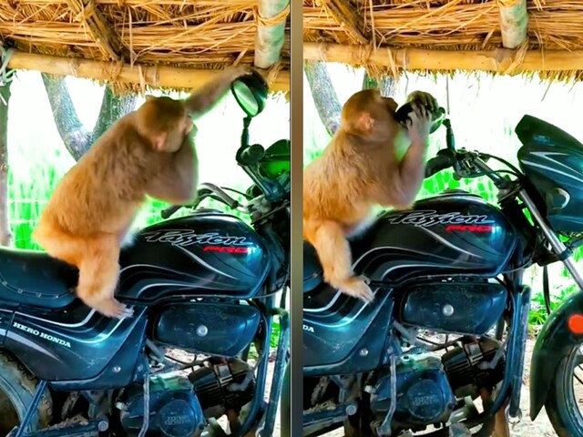 Watch: This Biker Monkey’s Funny Reaction To Seeing Himself Will Leave ...