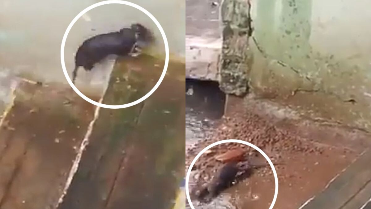 Watch: Rat Saving Her Babies From Heavy Rain Melts Hearts on Internet ...