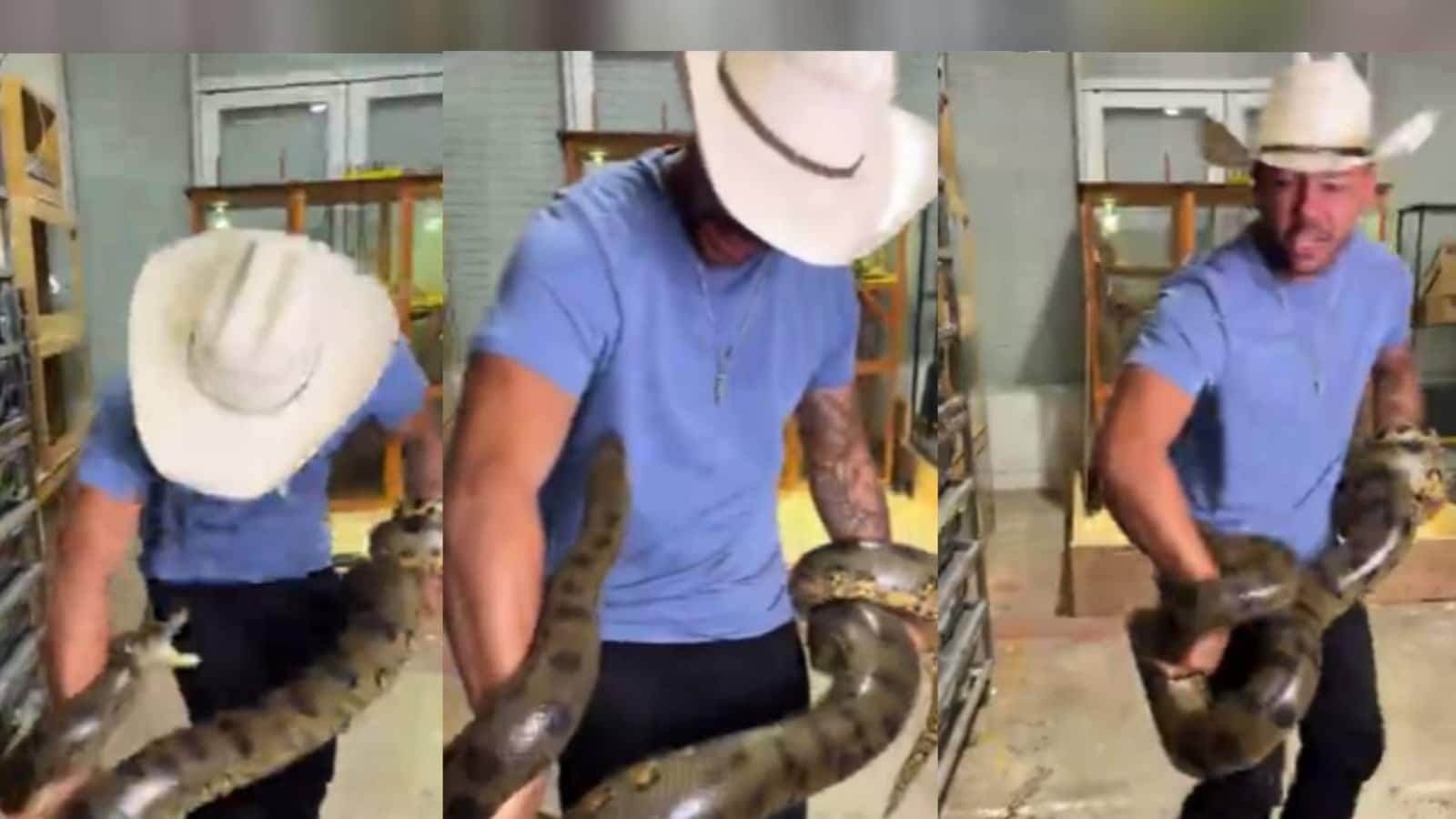 Watch: Man Playing With Anaconda Gets Bitten During 'Cowboying' Leaves ...