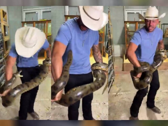 Watch: Man Playing With Anaconda Gets Bitten During 'Cowboying' Leaves Internet Horrified - News18