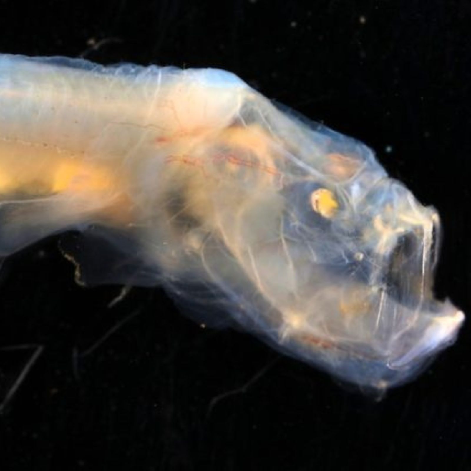 ‘Bizarre’ Deep Sea Creatures Discovered in Indian Ocean Baffle ... ‘Bizarre’ Deep Sea Creatures Discovered in Indian Ocean Baffle ...