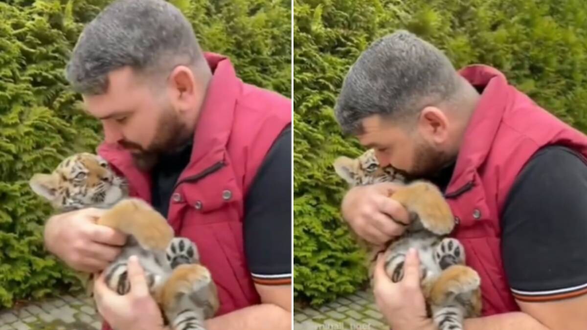 Watch: Man Cuddles And Kisses Tiger Cub, Internet Can't Take Its Eyes Off Them - News18