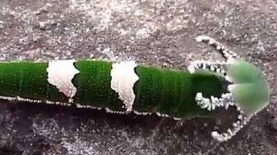 Watch: Twitter Goes Gaga Over Incredibly Beautiful Dragon-Headed ...