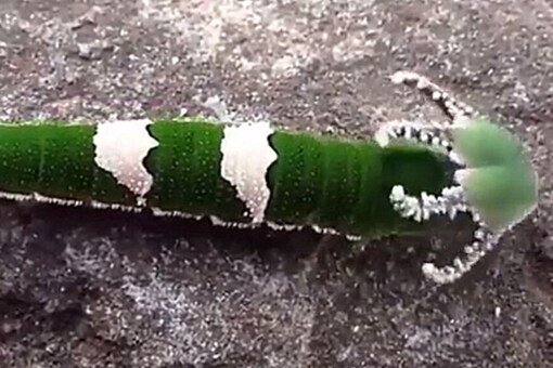 Watch: Twitter Goes Gaga Over Incredibly Beautiful Dragon-Headed ...