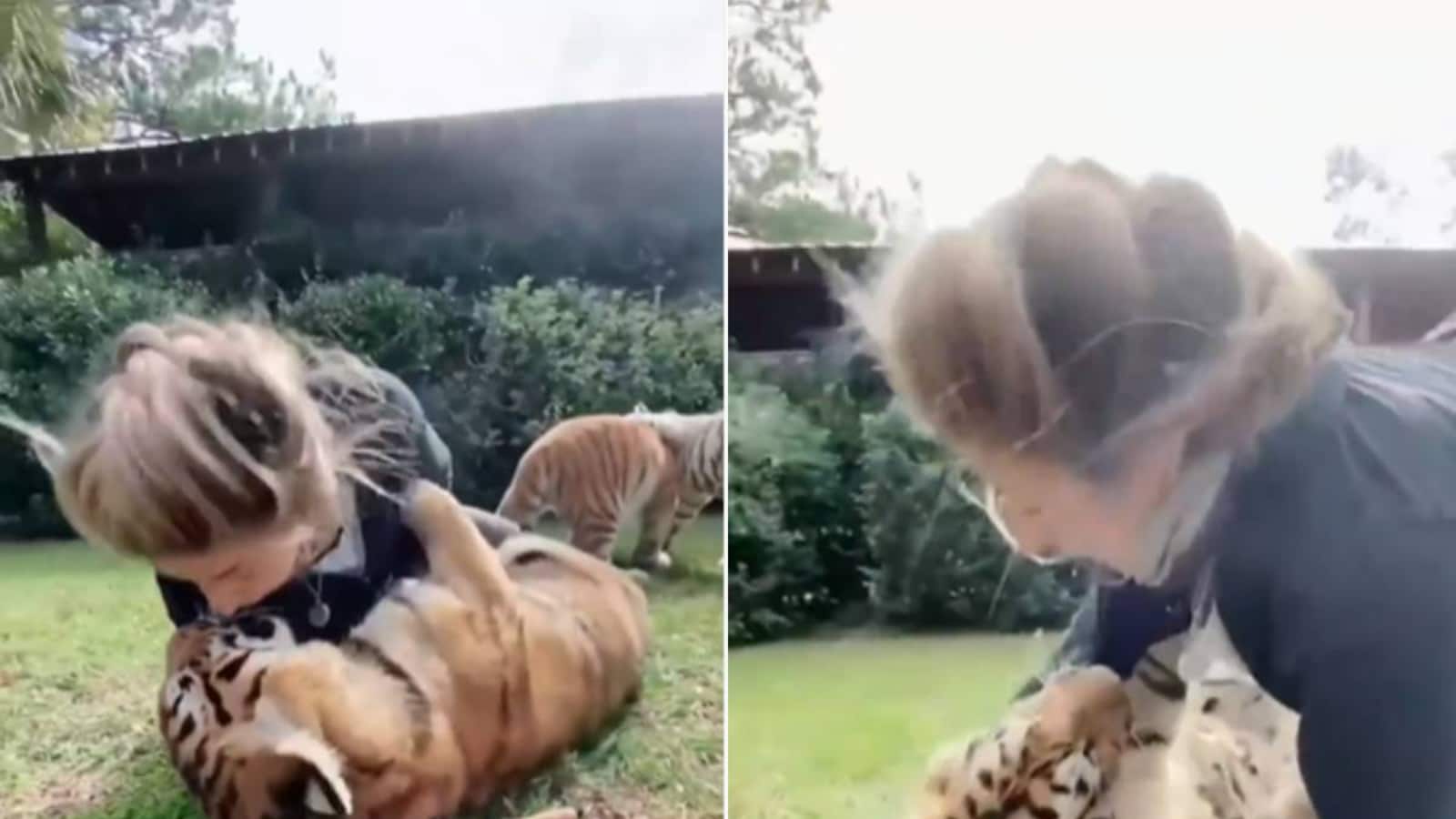 Watch: Lady Comforting Tiger Cubs Is The Best Thing On The Internet ...