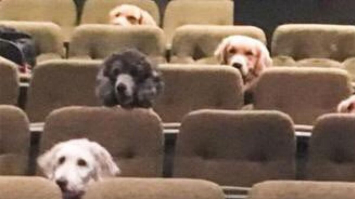 Photo of Service Dogs Training to Sit Through Theatrical Play is All ...