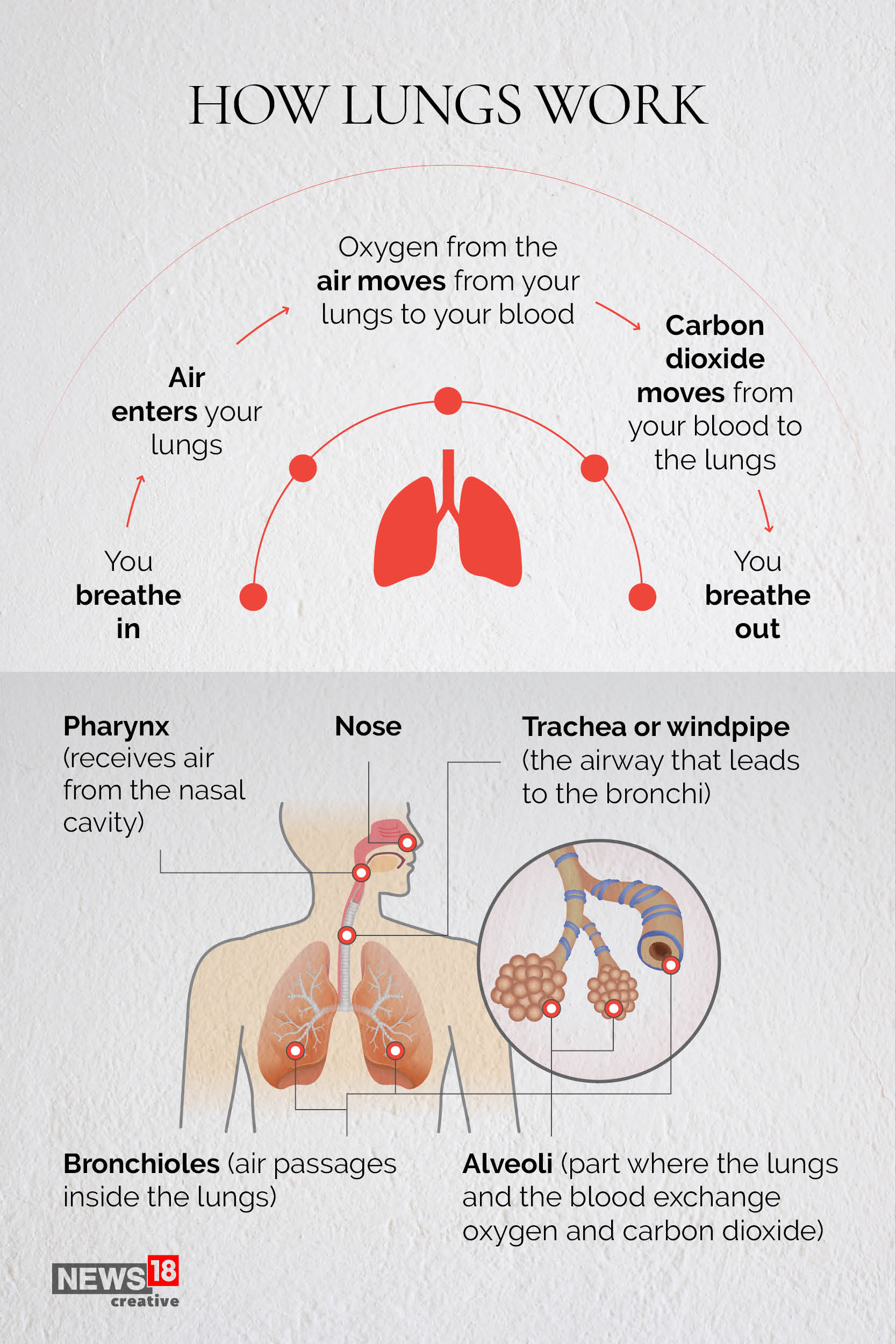Delhi Air Pollution: What Happens When You Breathe Bad Air? Here's How ...