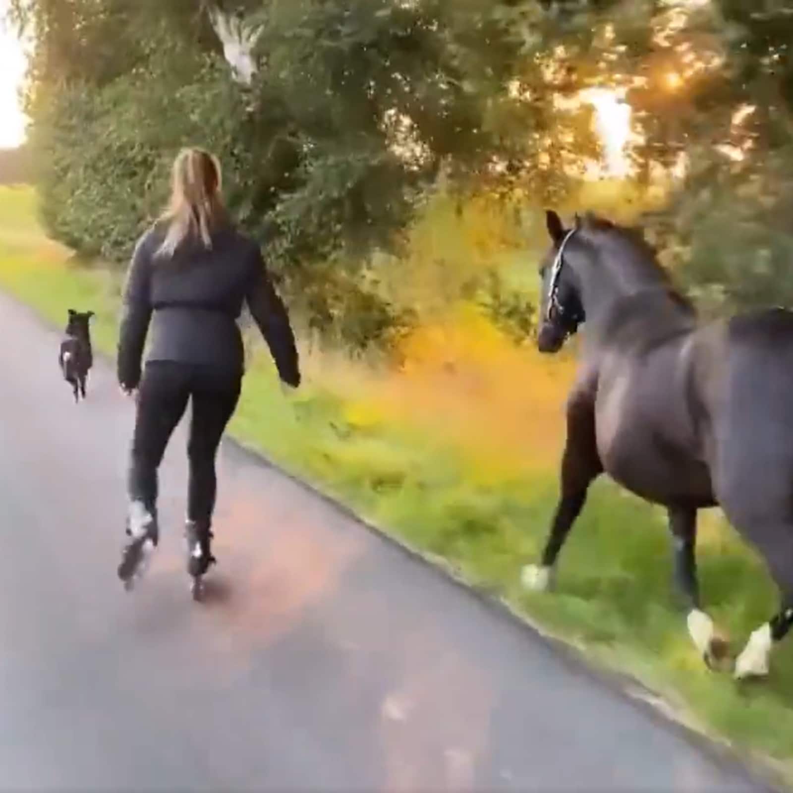 English Mastiff And Horse