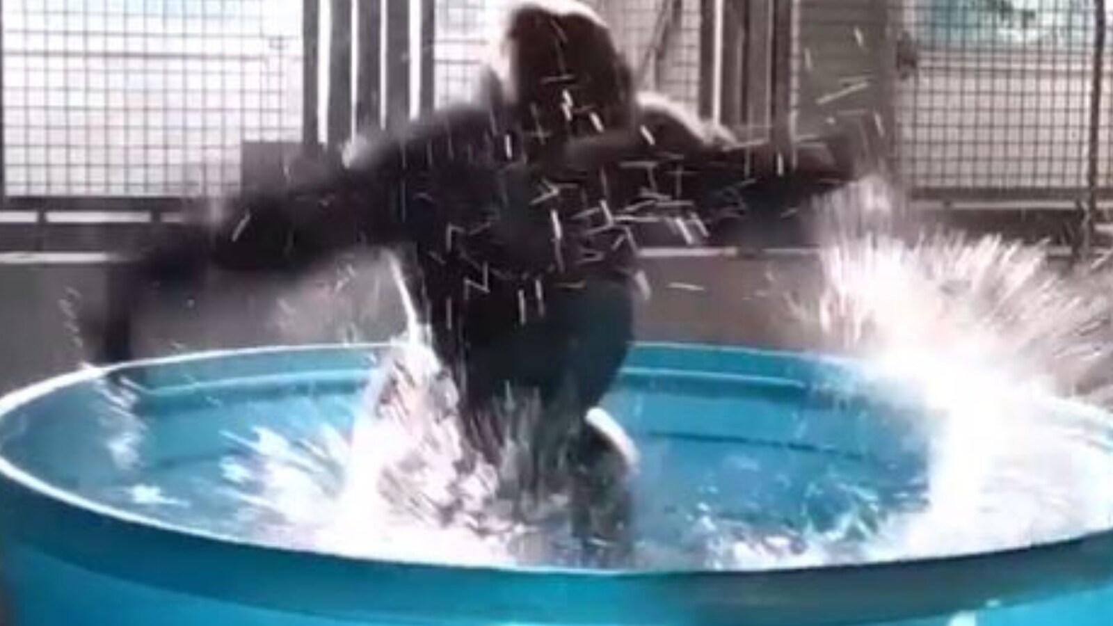 Zola the Gorilla's Dance Moves in a Tub at Dallas Zoo are Making a ...
