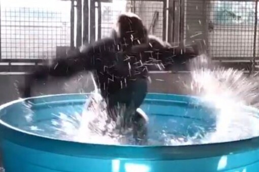 Zola the Gorilla's Dance Moves in a Tub at Dallas Zoo are Making a ...