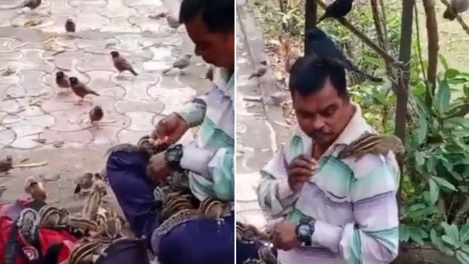 Watch: Man Feeding Squirrels And Birds Is The Most Beautiful Thing On Internet Today | Buzz News ...