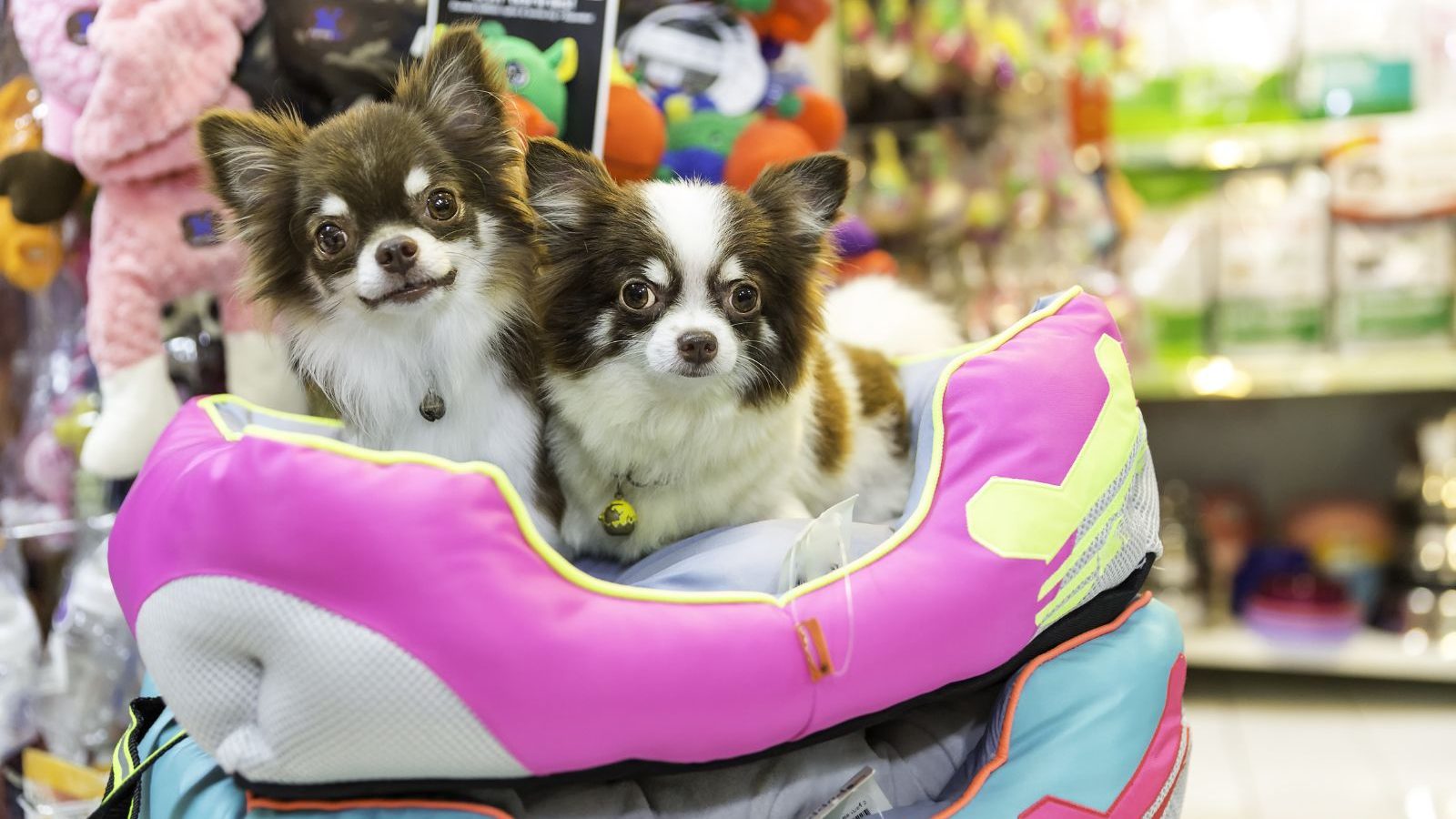 New York Bans Pet Stores from Selling Cats, Dogs, Rabbits. Here's Why ...