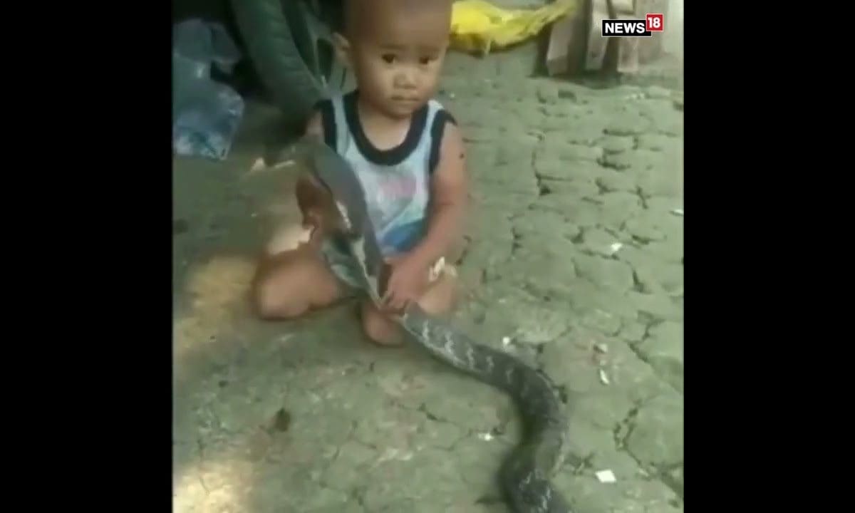 Shorts | Viral Video Of Toddler Grabing Snake With Bare Hands; Internet ...