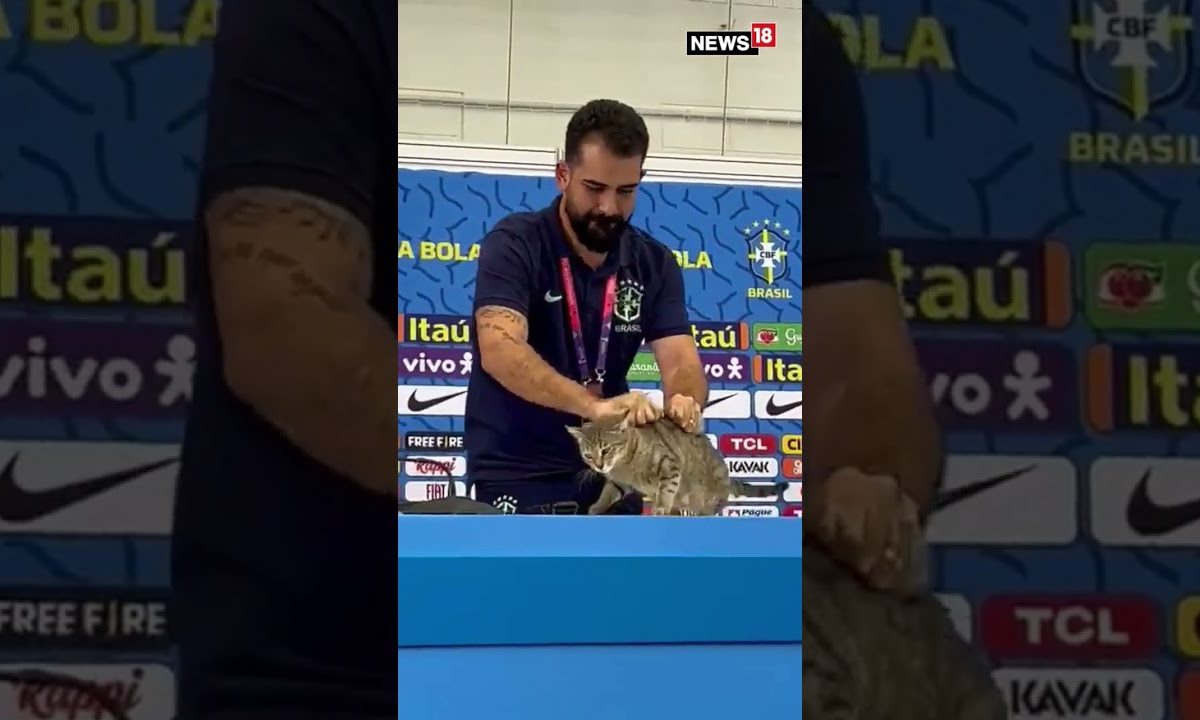 Qatar World Cup 2022 | 'Cat-ar World Cup': Cat Steals The Show At FIFA ...
