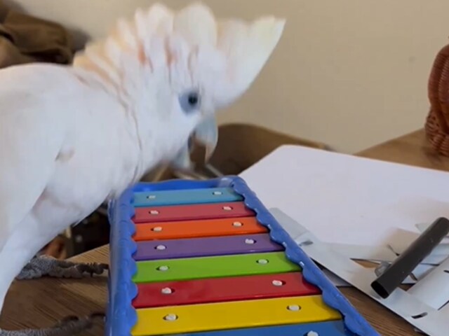 Cockatoo Plays Xylophone in Viral Video, Impresses Internet With its ...
