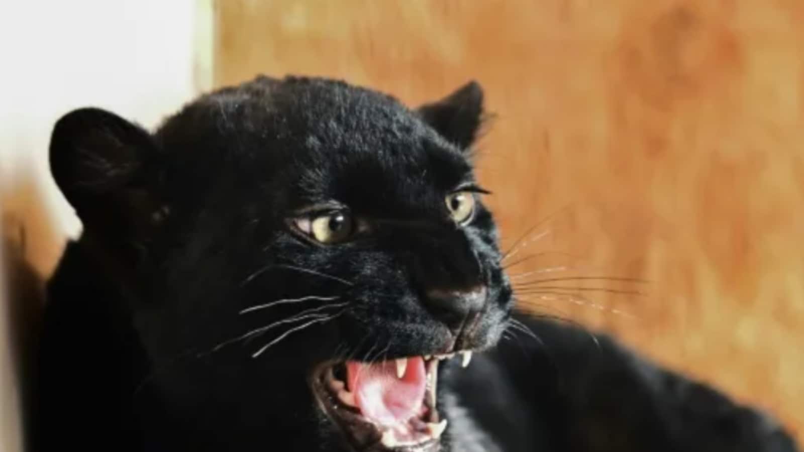 'Escaped a Tragic Path in Life': Panther Rescued in Ukraine, Finds ...