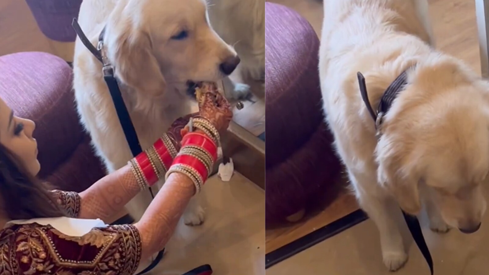 Watch: Bride Was Getting Ready, Her Dog Needed Attention. Here's What ...