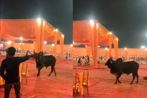 'Uninvited Guest': Video of Bull Gatecrashing a Wedding Venue Goes ...