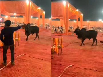 'Uninvited Guest': Video of Bull Gatecrashing a Wedding Venue Goes ...