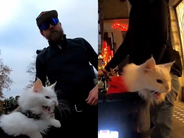 WATCH: This Man And His Blue-Eyed Deaf Cat Explore London Together On ...