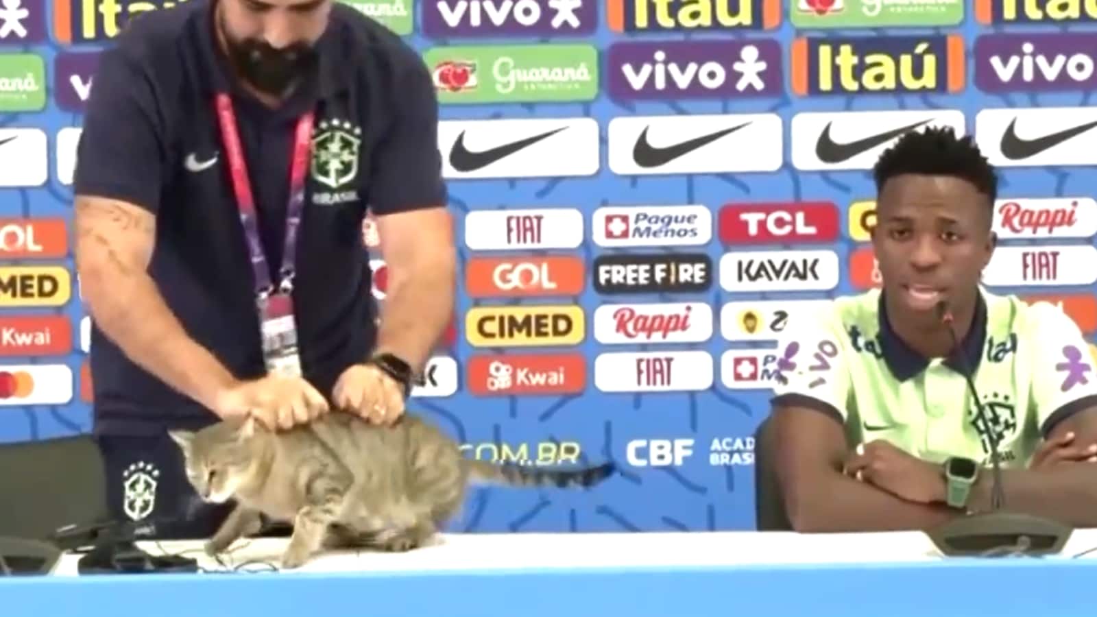 'Cat-ar World Cup': How Cats are Stealing the Show at FIFA World Cup ...