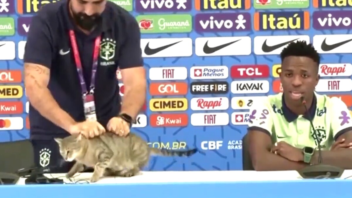 'Cat-ar World Cup': How Cats are Stealing the Show at FIFA World Cup ...