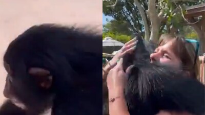 WATCH: Born With Fractured Ribs, Abandoned Chimpanzee Reunites With ...