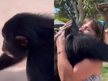 WATCH: Born With Fractured Ribs, Abandoned Chimpanzee Reunites With ...