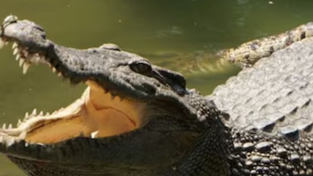 Kayakers Lose Their Friend to Crocodile in Congo, Terrifying Moment ...