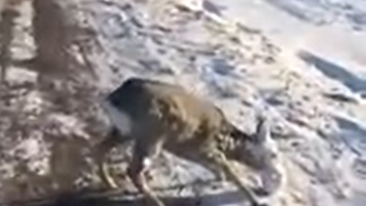 Deer With Frozen Face Gets Rescued by Two Hikers, Old Video Goes Viral ...
