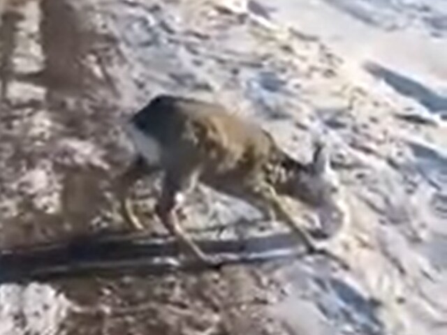 Deer With Frozen Face Gets Rescued by Two Hikers, Old Video Goes Viral ...