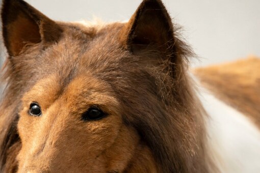 Japan Man Who Spent Rs 12 Lakh to Transform into Dog Worried His ...