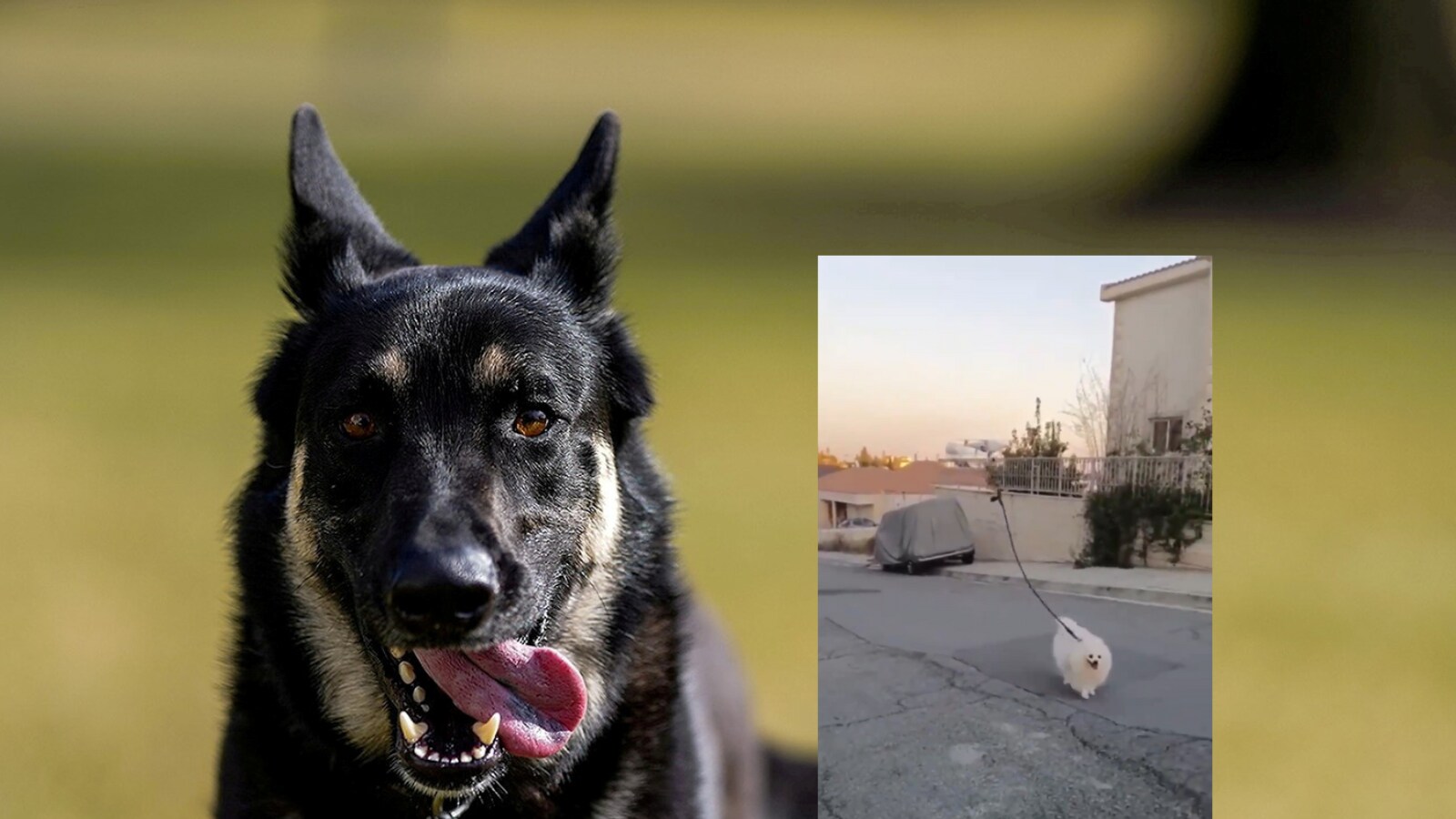 Old Video of Dog Strolling on the Road With Drone During the Pandemic ...