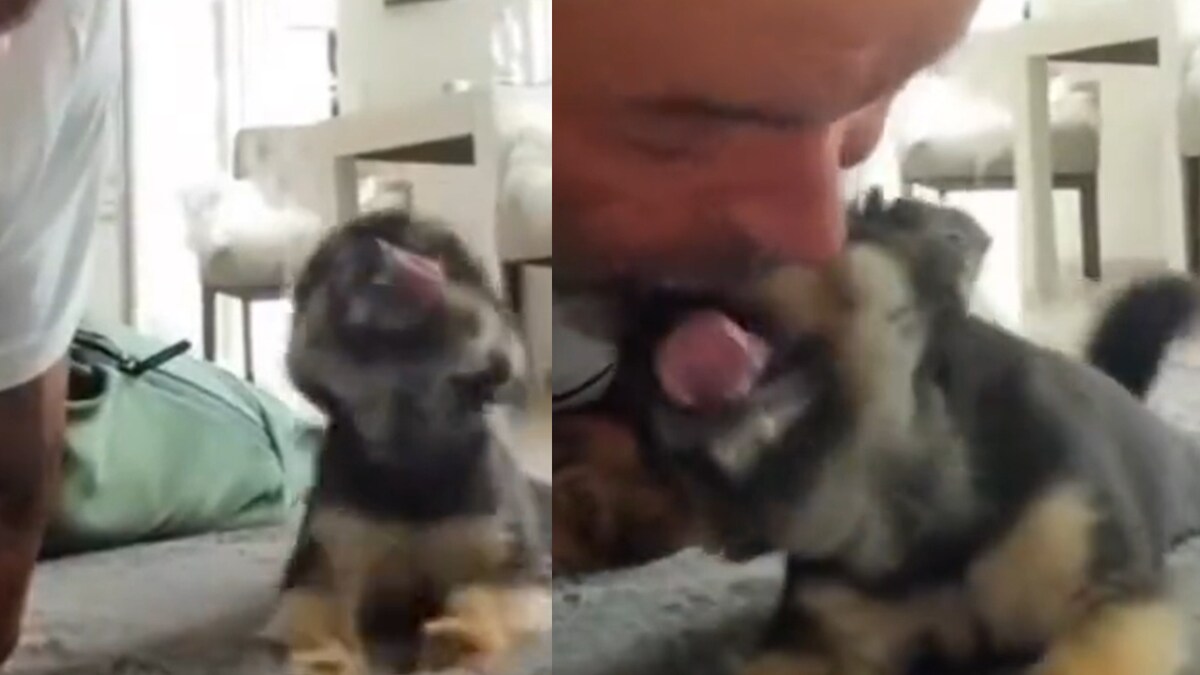 This Video of a Puppy Kissing His Human Will Melt Your Heart - News18