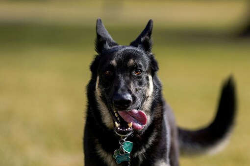 Georgia Dog Fights off Pack of Coyotes, Saves Farmer’s Sheep in Brave ...