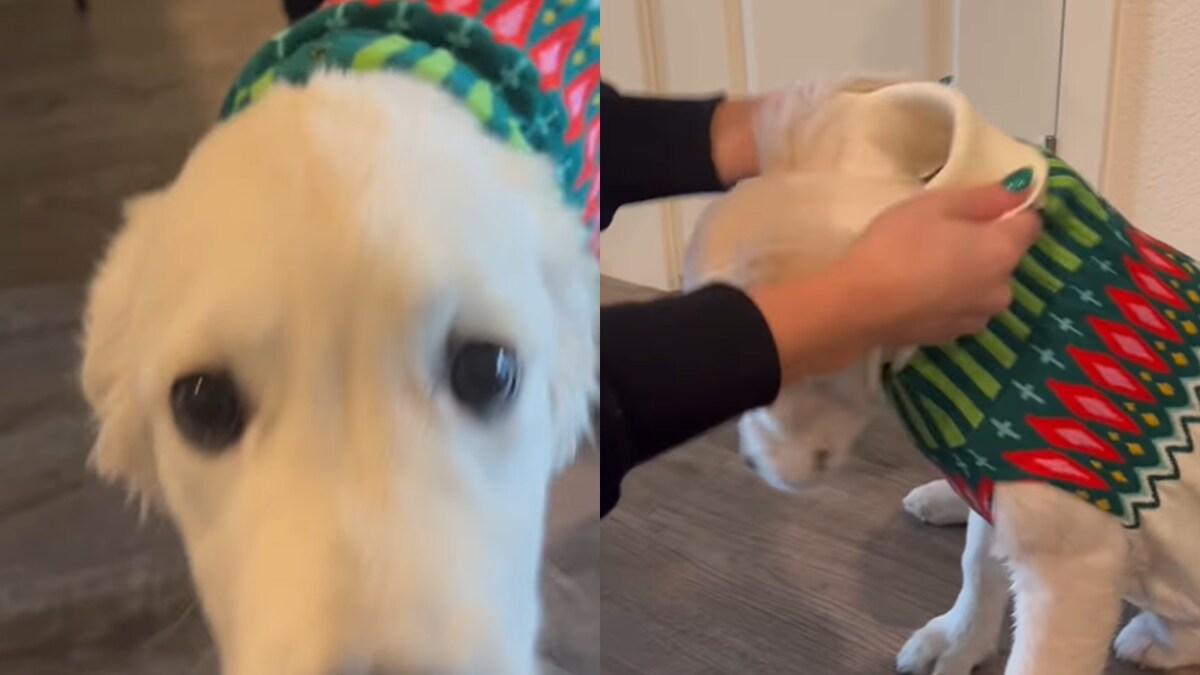 'Look How Cute I Am': Doggo Gets Sweater for Christmas, See Her ...