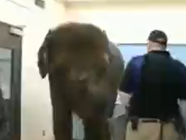 Elephant Patiently Undergoes an X-ray, Internet Calls the Jumbo a ...