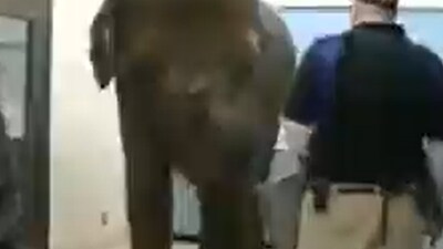 Elephant Patiently Undergoes an X-ray, Internet Calls the Jumbo a ...