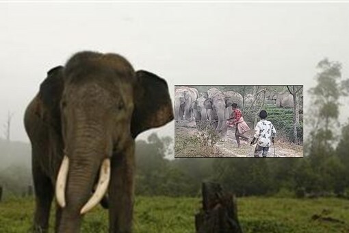 Video of Young Man Hitting an Elephant With a Stick Leaves The Internet ...