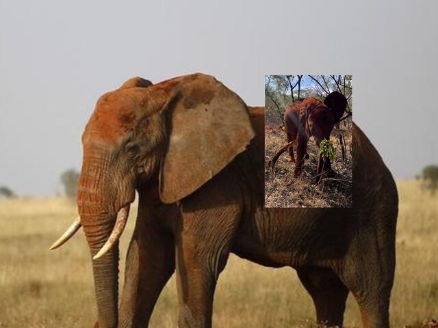 Video of Elephant Struggling to Scratch Its Back Leaves Internet in Awe ...