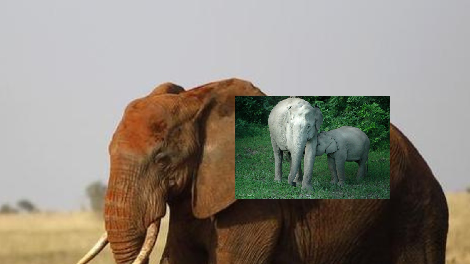 IFS Officer Shares Picture Of Baby Elephant Feeding its Calf, Internet ...