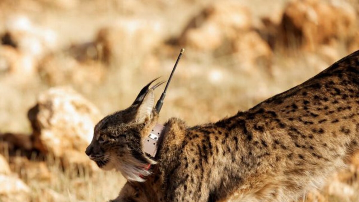 Earth's Extinction Crisis is Getting Worse and a Million Species are on ...