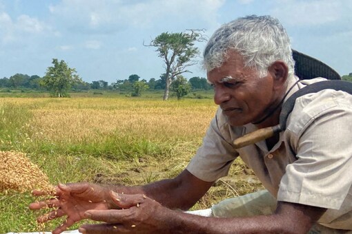 This 72-year-old Man in Kerala Has Saved 54 Native Rice Varieties in 20 ...