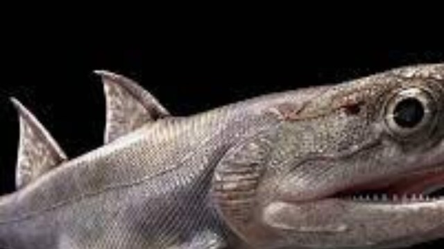 WATCH: Fish With 'Human-like Teeth' Attacks Scuba Diver in Terrifying ...