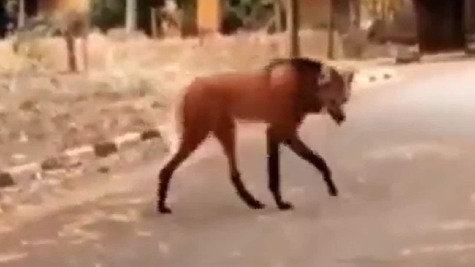 Caught On Cam: Rare Maned Wolf Spotted Crossing a Road in Central South ...